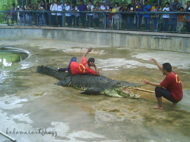 118 kMj ciNtaQ : saNdakaN croCOdiLe farM