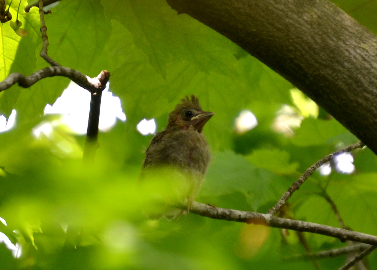 Woods Walks and Wildlife: Baby Cardinal