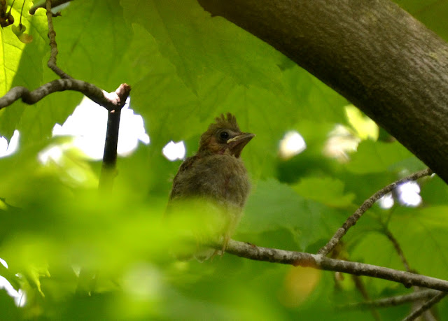 Woods Walks and Wildlife: Baby Cardinal
