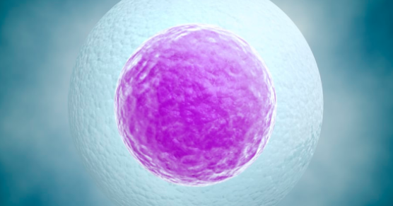 Ovum : Pengertian Beserta Fungsi, Struktur Dan Proses Pembentukan Ovum ...