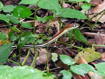Beautiful Tree Snake