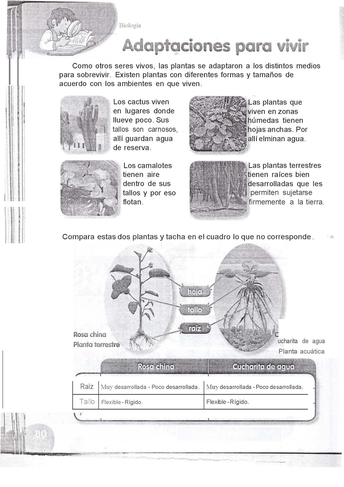 Adaptaciones de las Plantas