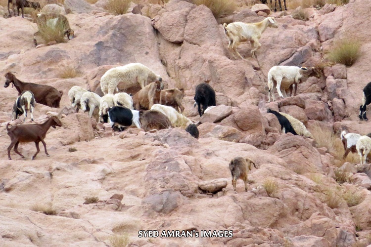 Agar Aku Tidak Lupa: EGYPT - DAY 04 - PART 04 - MAKAM NABI HARUN AS ...