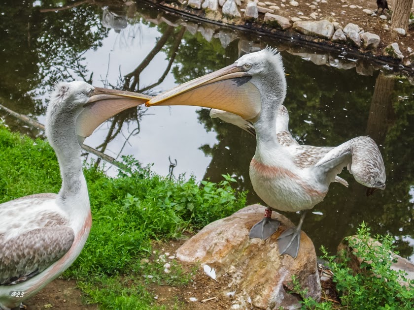 Foto: Pelicanul cret (Pelecanus crispus)