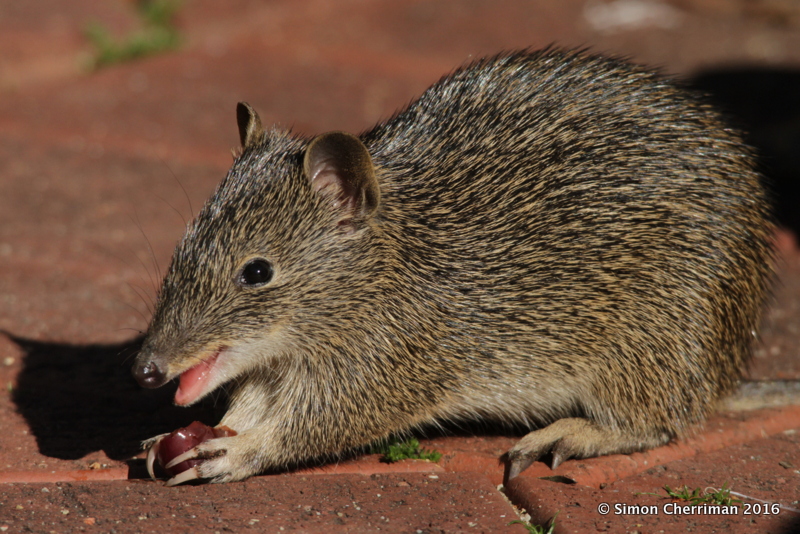 iNSiGHT News: Quenda: From Pouch to Pavement