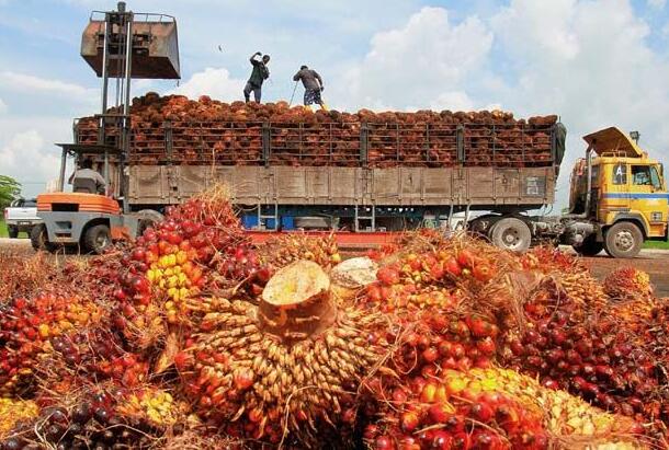 palm oil machine: palm oil making process,how to process palm oil