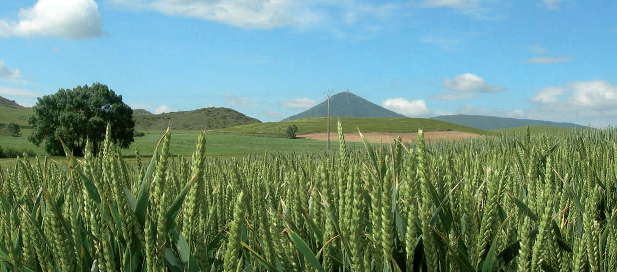 EL CAJON DE LOS CONOCIMIENTOS: CIZAÑA