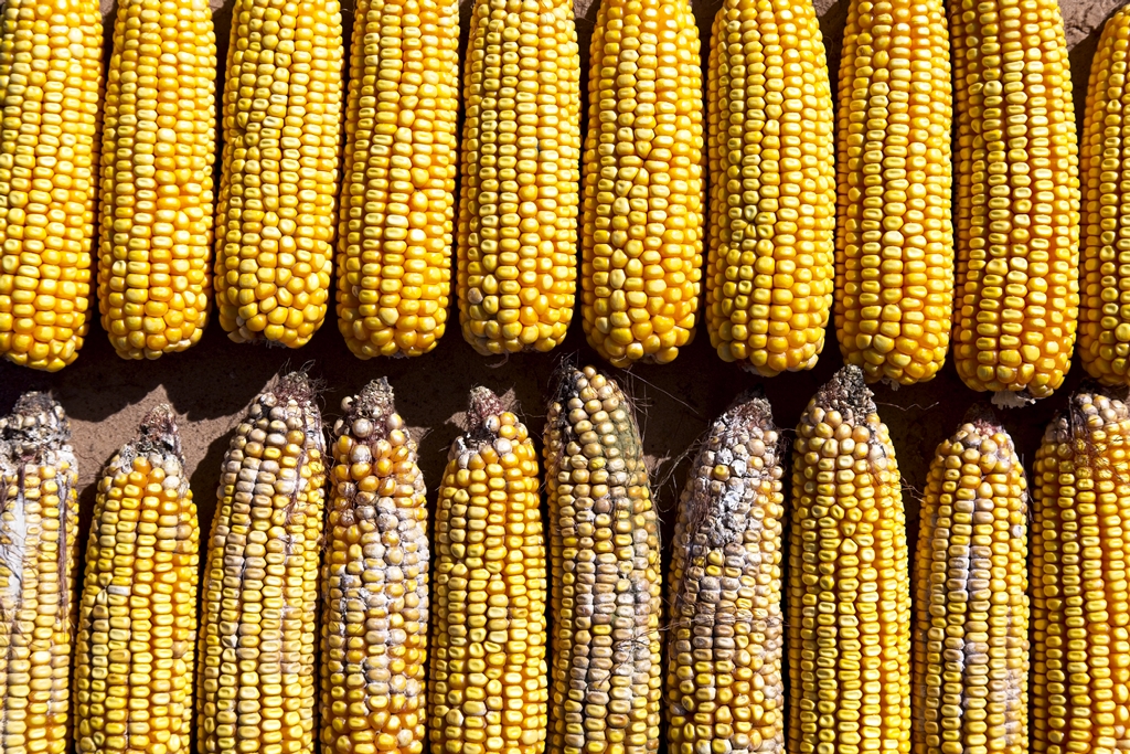 FOCUS on Entomology: Fumonisin Levels and Insect Damage in Corn