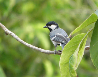 Galeri BURUNG: Ciri glatik jantan