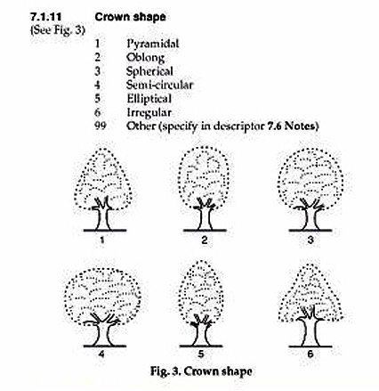 Durian Info: Pruning and Training The Durian