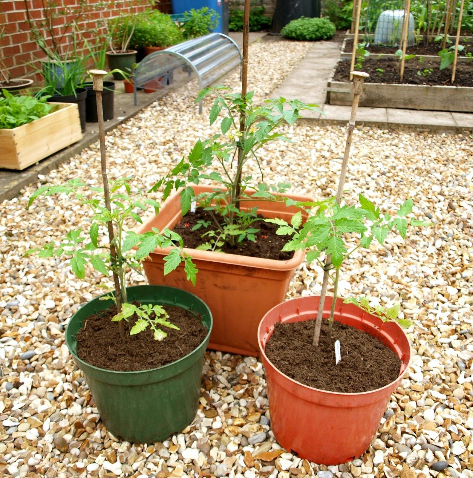 Mark's Veg Plot: Runner Beans