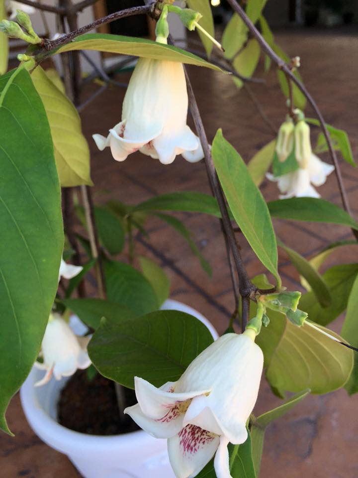 Rothmannia Pictures Gallery