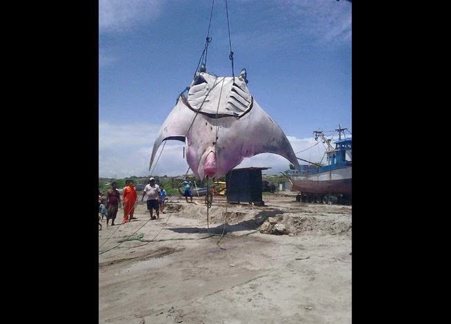 PRENSA ITV PERU: EN TUMBES HALLAN UN "MONSTRUO" MANTARRAYA GIGANTE QUE ...