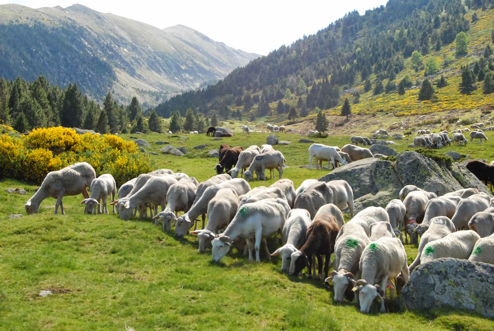 Mantet des de Vall Ter