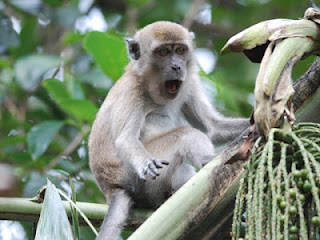 Singapore Wild Animals