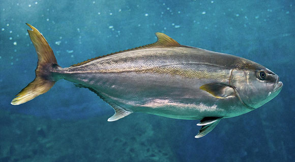 TOP 5 The Toughest Fish on Earth - kayak fishing