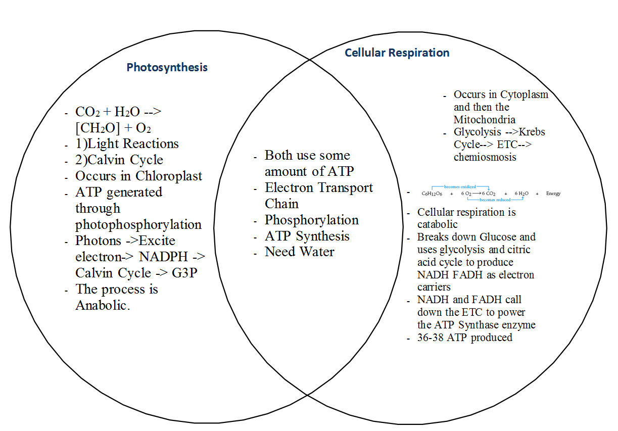 Diagram Of Cellular Respiration And Photosynthesis