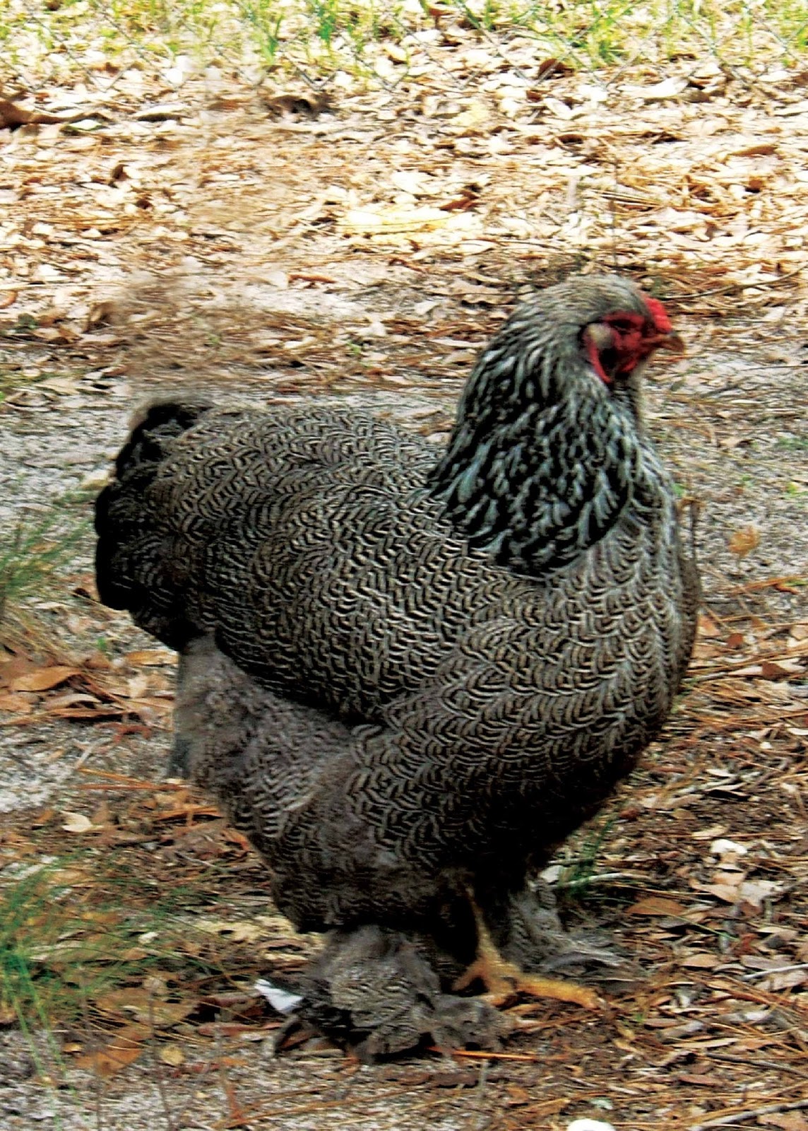 The Official PoultryBookstore.com Blog: Brahmas