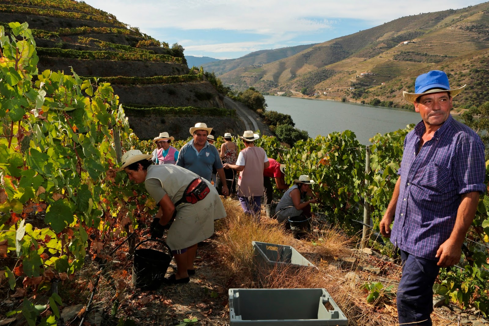 Quinta do Pôpa desafia amigos e famílias para um dia de vindimas no Douro
