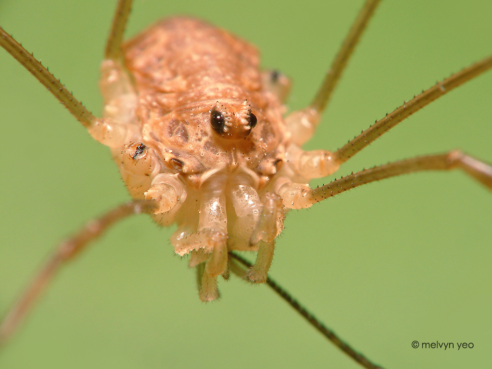 Melvyn's Photography: Harvestman, Opiliones
