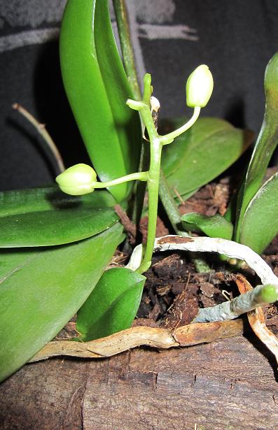 Olea's Lille Verden: orkideer