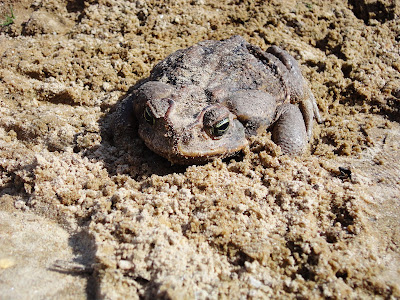 Jesse Lopes Fotografias