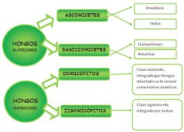 micologia: * ÁRBOL FILOGENETICO DE LOS HONGOS*