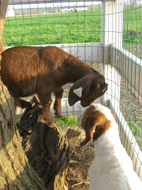 Happily married...to the cows!: The Goats Have Arrived...