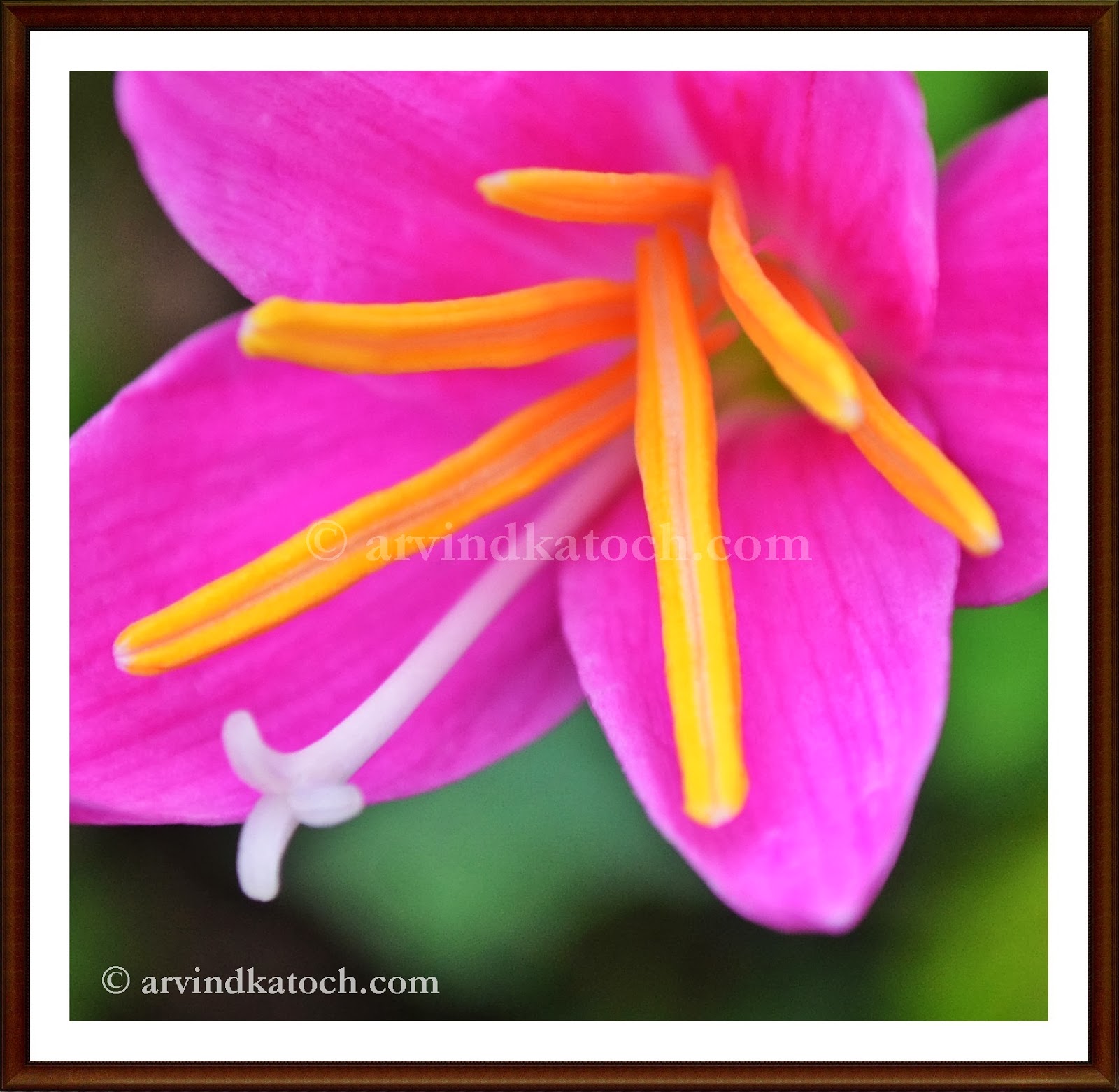 Close up Picture of a Pink Forest flower showing beauty of inner part