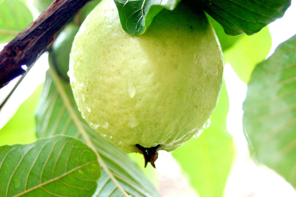 Nostalgic Kerala: പേരക്ക | Guava fruit