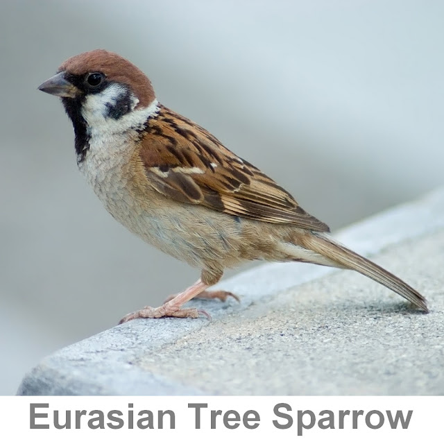 Welcome: Eurasian Tree Sparrow - Nest