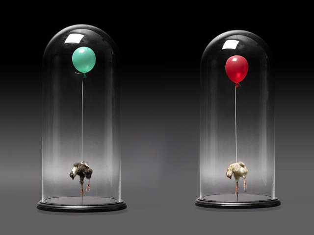 absolutely amazing: Polly Morgan: hasta el pajarraquismo y más allá