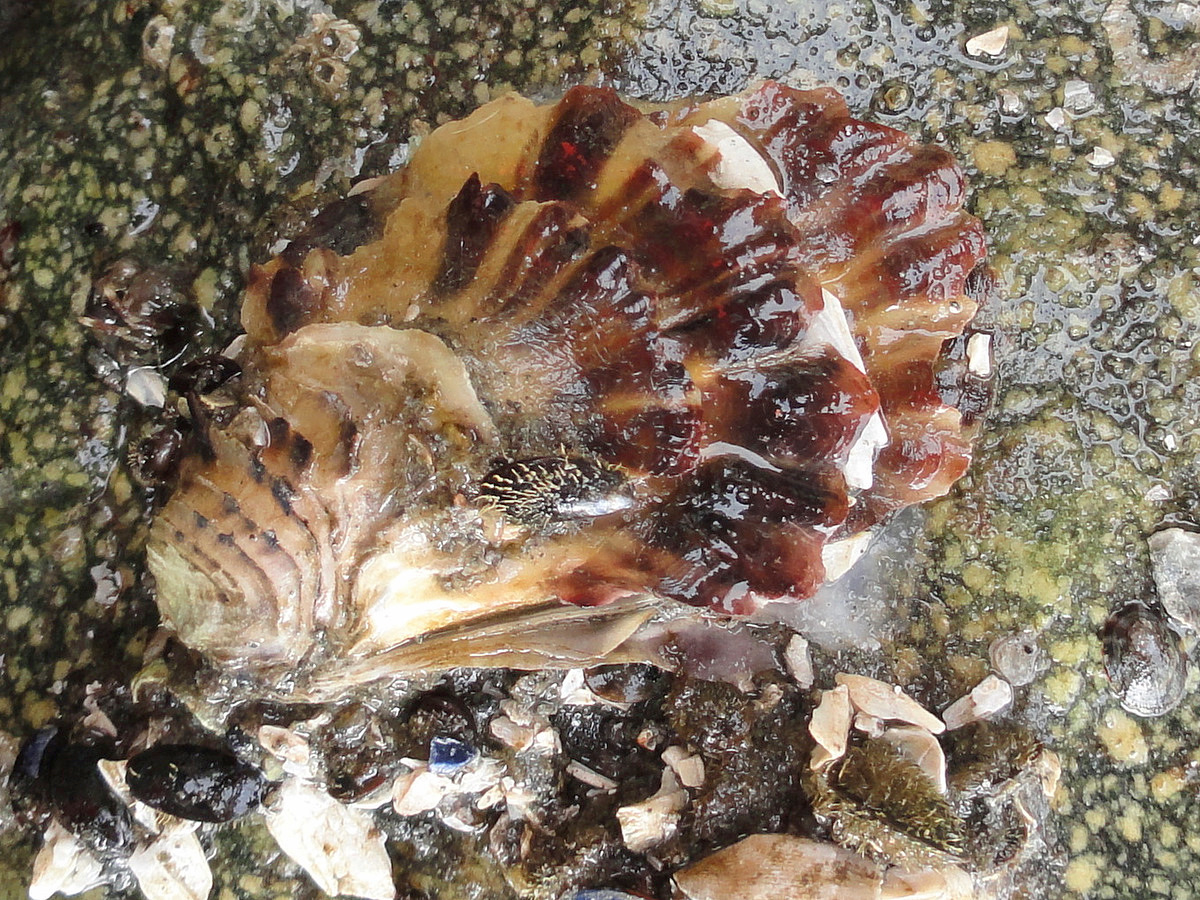 Wanderin' Weeta (With Waterfowl and Weeds): 03/01/2011 - 04/01/2011