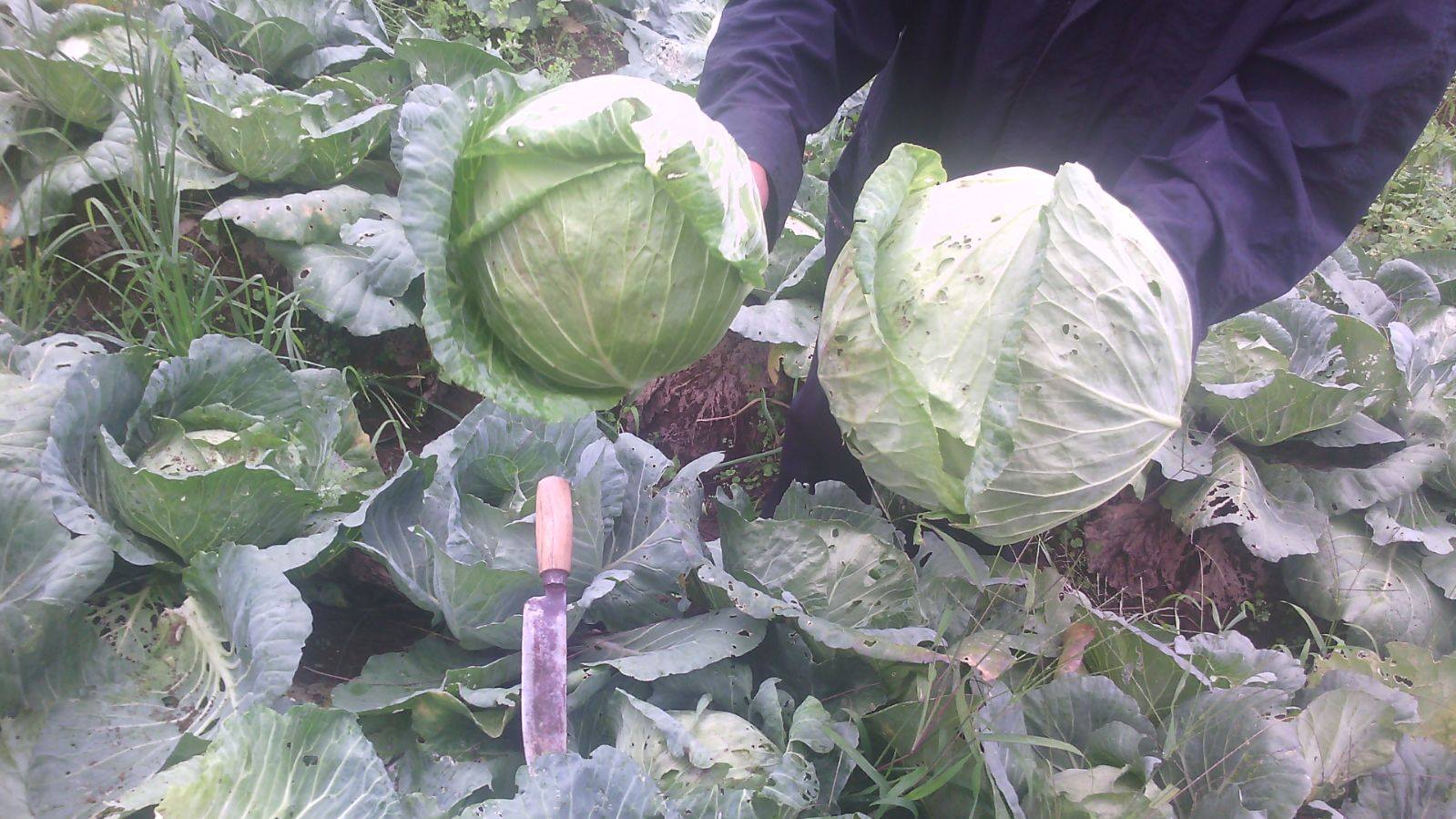 Kubis Grand 11 Panen maksimal ditengah Cuaca Ekstrim dan Berkabut ... Kubis Grand 11 Panen maksimal ditengah Cuaca Ekstrim dan Berkabut ...