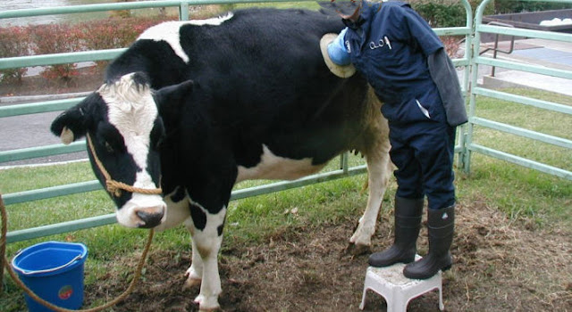 Cânula Ruminal ou Fístula Ruminal | Veganismo | Vegana Por Amor Aos Animais