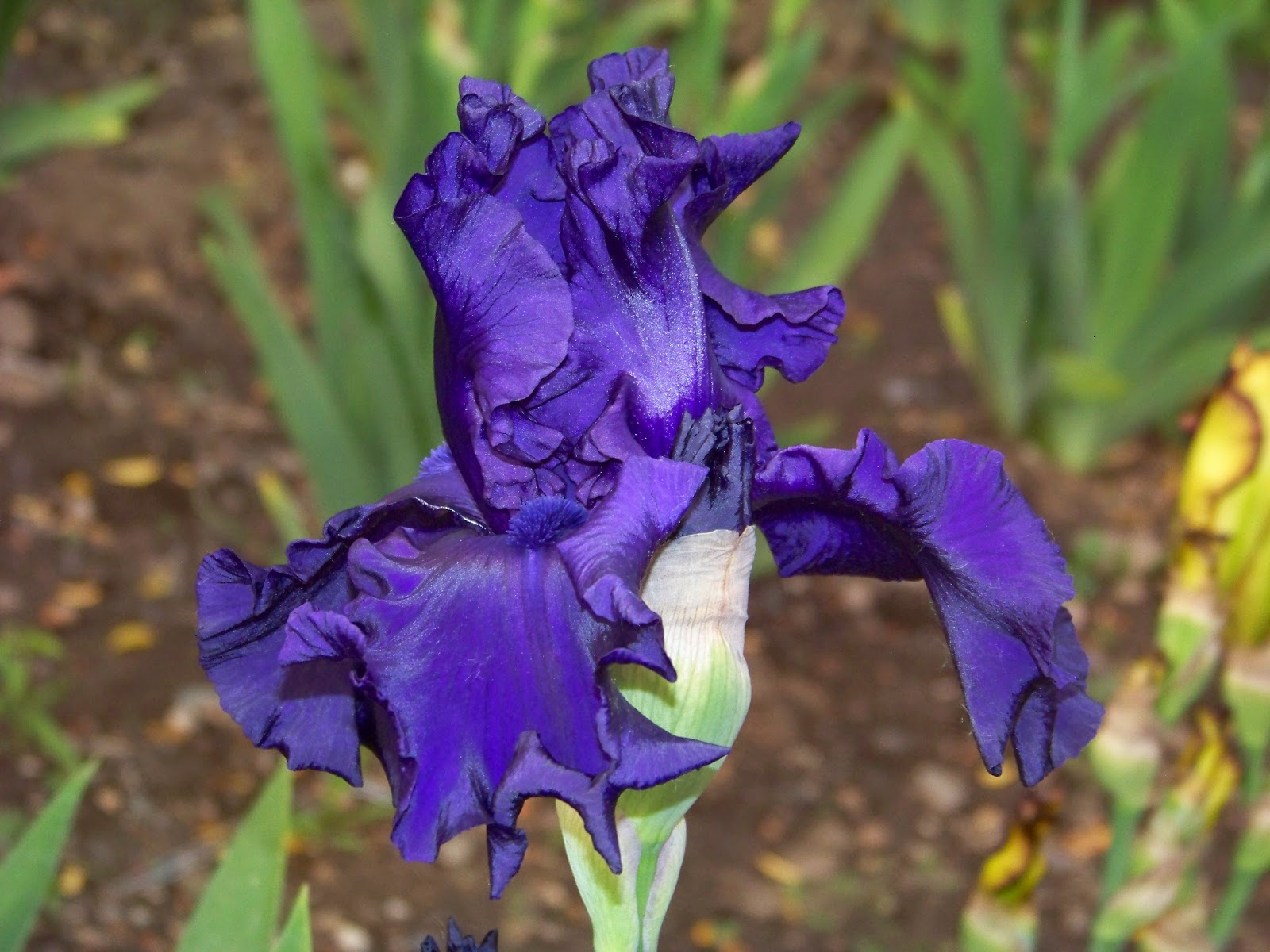 World of Irises: TALL BEARDED IRIS, MY FAVORITE PURPLES, PART TWO