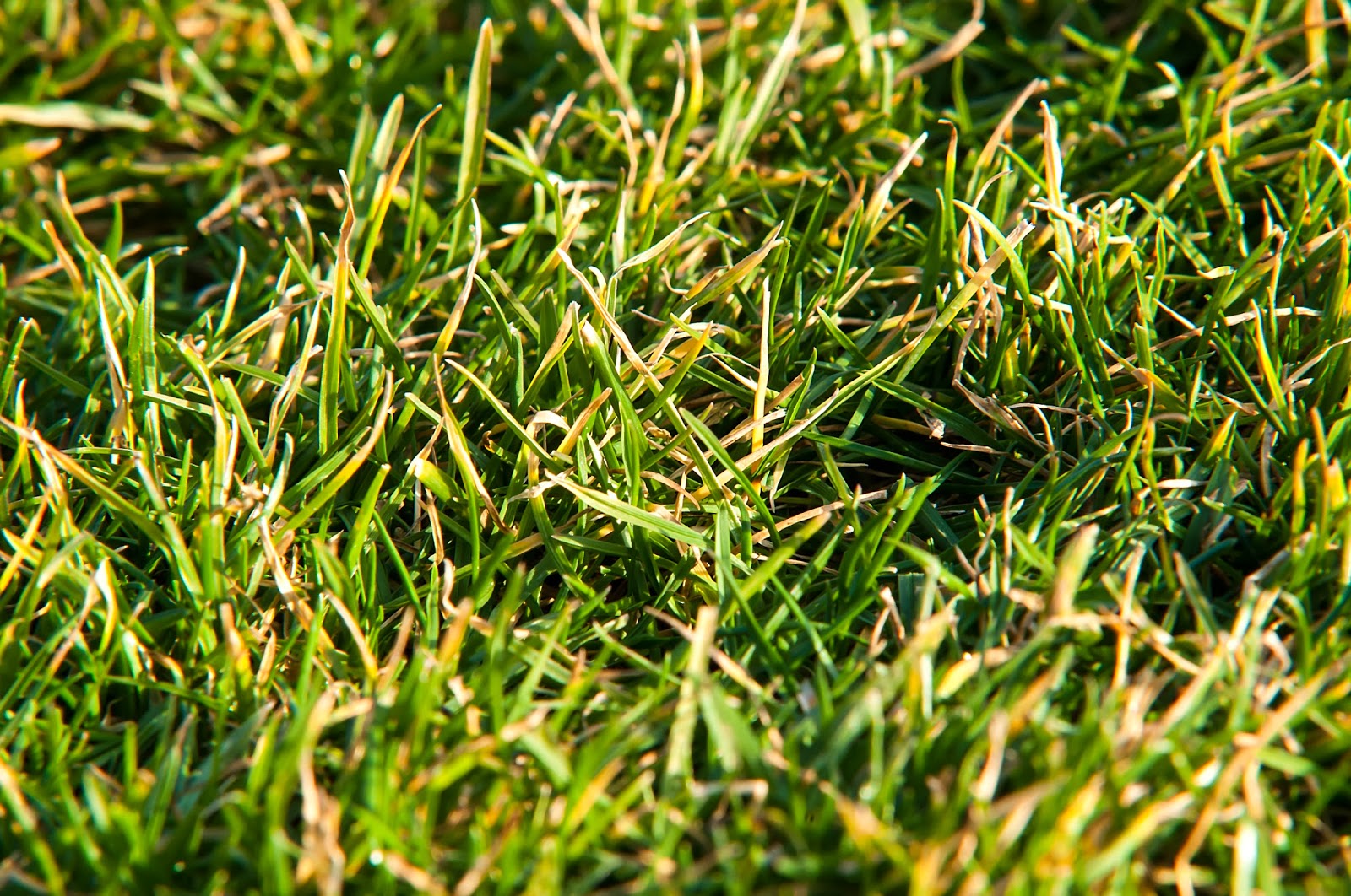 Sports, Groundhopping: FK Senica - FC ViOn Zlaté Moravce, Corgon Liga ...