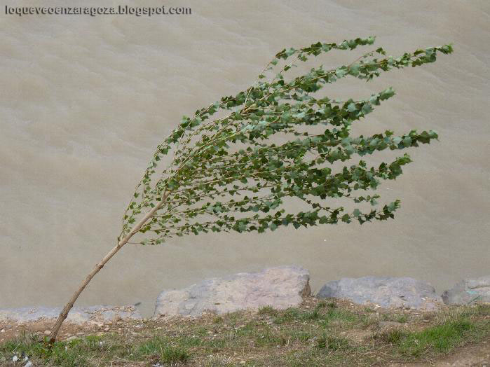 Lo que veo en Zaragoza