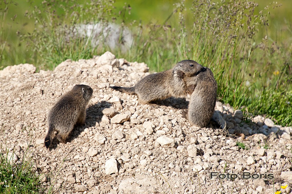 fotogalerija-boris: alpski svizec z naraščajem
