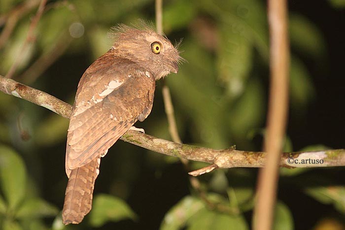 Christian Artuso: Birds, Wildlife: The Philippine Night