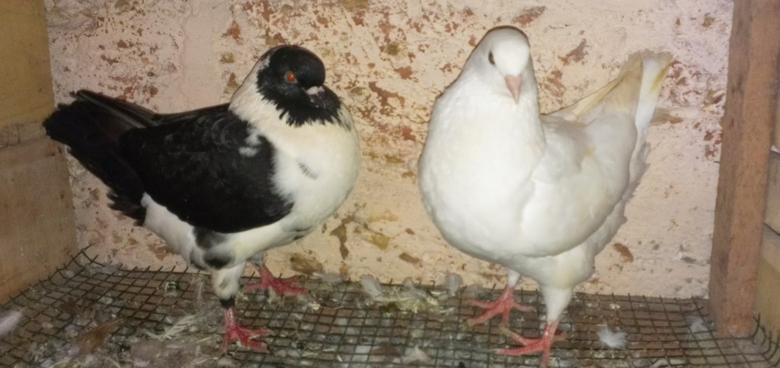 HAPPYPETSMARAKKARA: Modena Pigeon