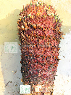 Nazarudin Latif Blog's: Morfologi Pakis haji (Cycas rumpii)