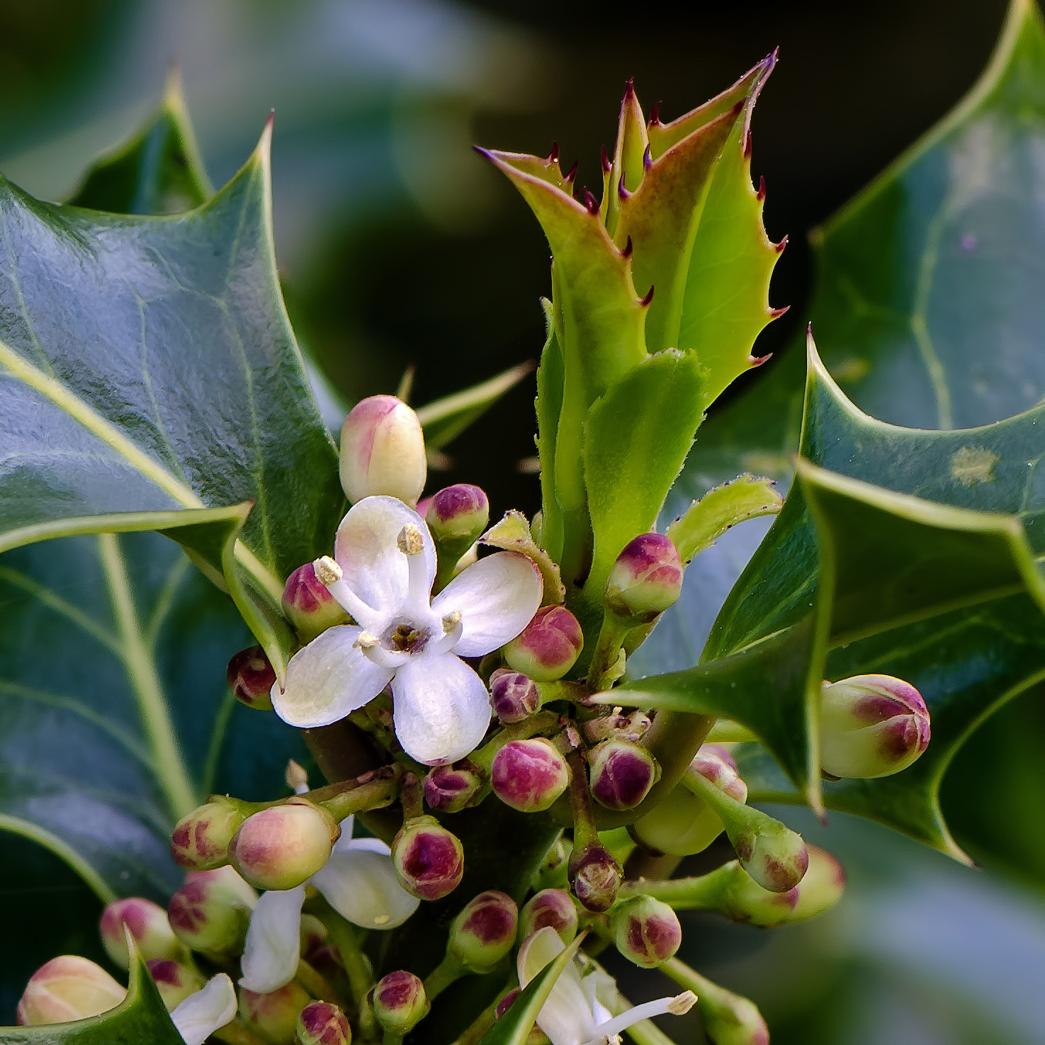 Flores y Paisajes de Asturias : ilex aquifolium (Acebo)