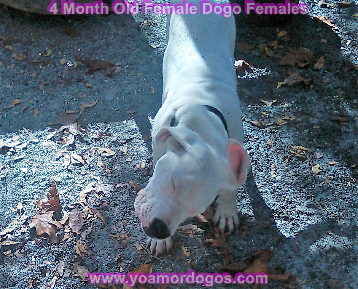 Yo Amo Dogos aka Yo Amor Dogos: Four Month old Female Dogo Argentino ...