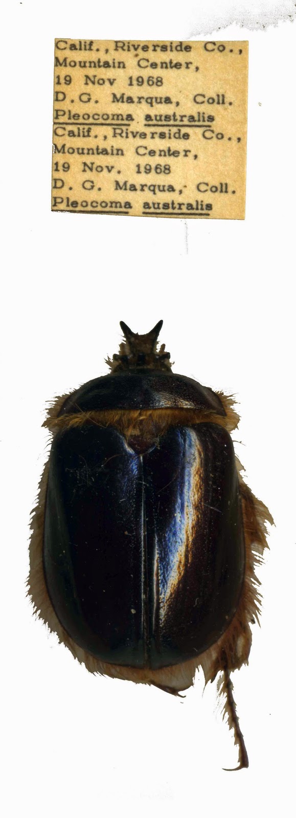 虫頭: フユセンチコガネ（Pleocoma australis）Southern Rain Beetle