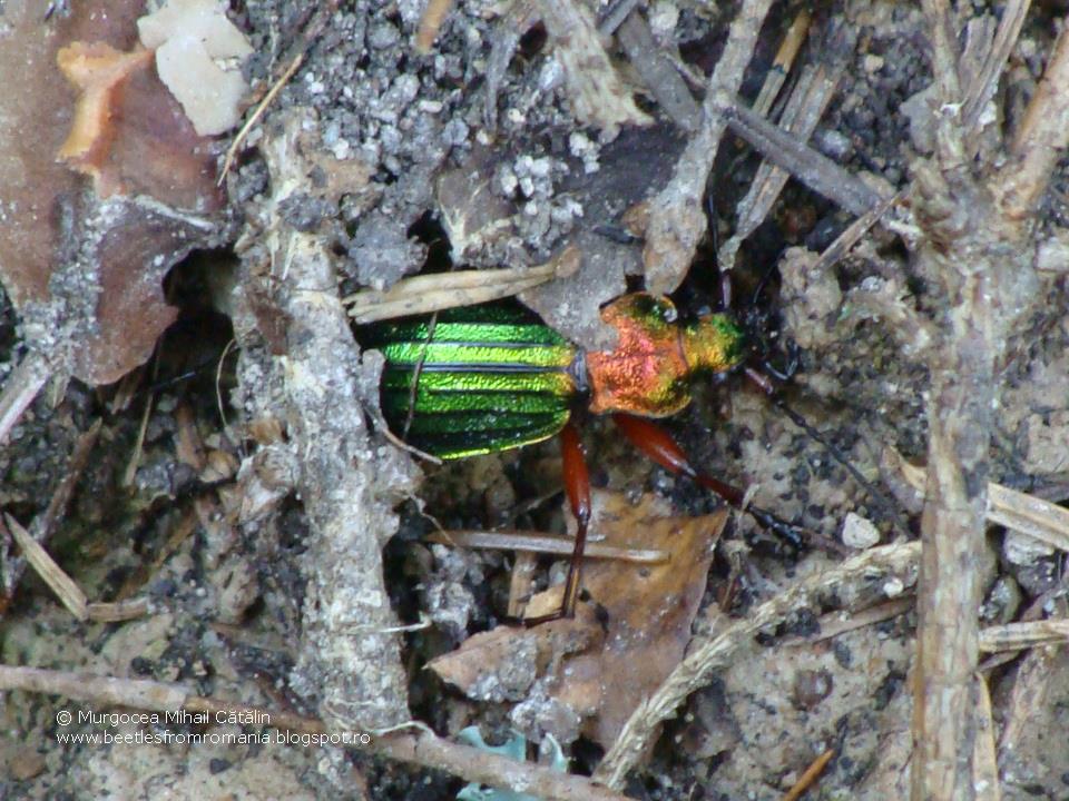 Beetles from Romania: Carabus (Chrysocarabus) auronitens