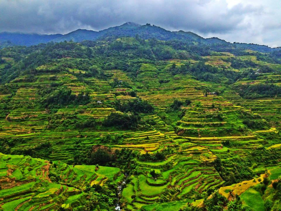 IFUGAO Post: Ifugao Rice Terraces only 300-400 years old – experts