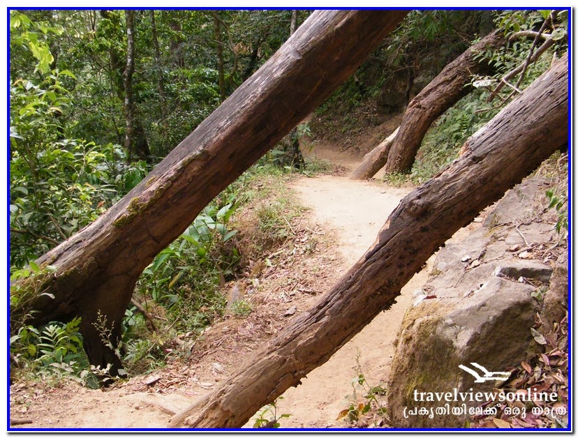 പ്രകൃതിയിലേക്ക് ഒരു യാത്ര (a travel towards NATURE): PULLUMEDU a unique ...