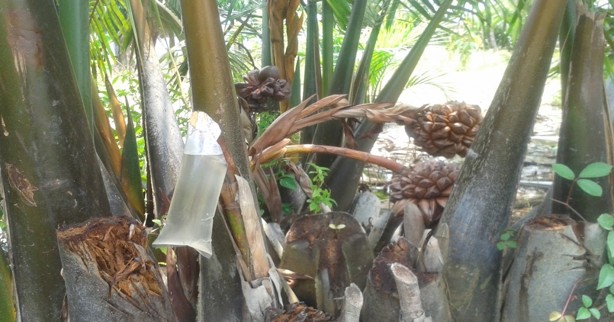 Tradisi Kedah: Cara-Cara Untuk Menghasilkan Air Nira Nipah