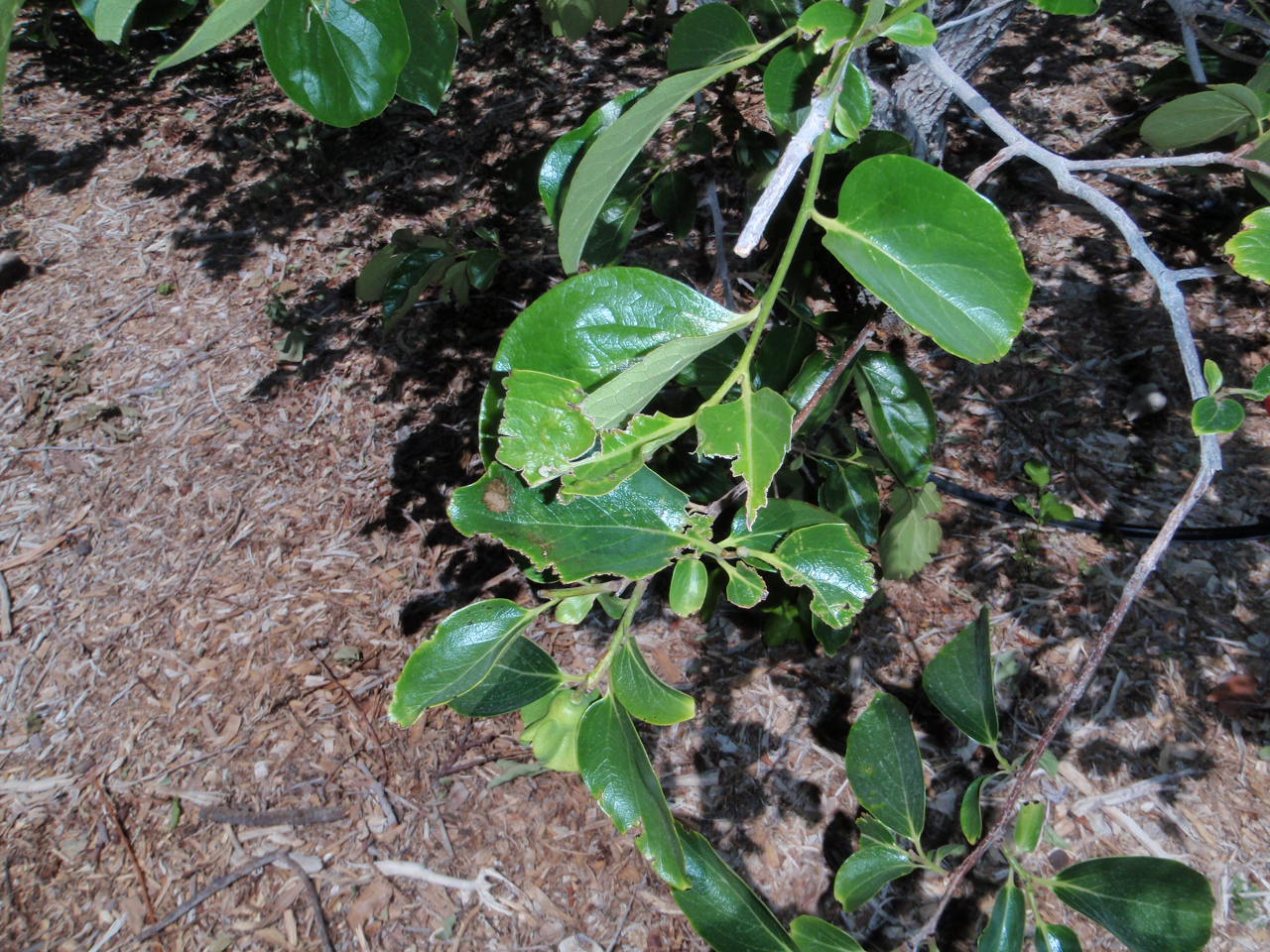 Xtremehorticulture of the Desert: Wind Damage to Leaves Can Look Like ...
